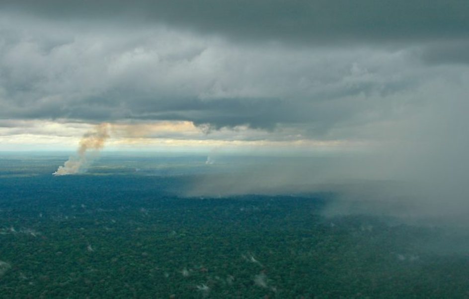 Caliandra do Cerrado: A dinâmica dos Rios Voadores