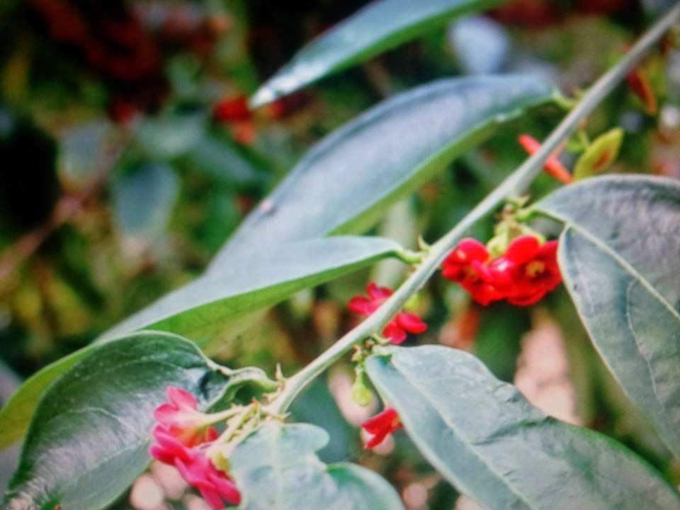 Serenemaklong: Khasiat Daun Cekur Manis