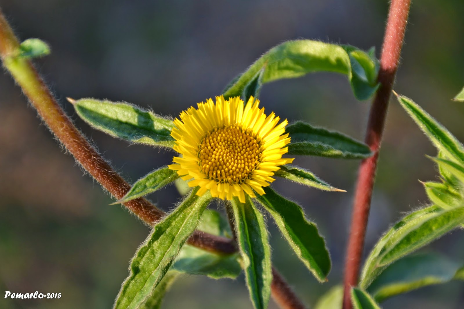 Plantas de Murcia: ASTERISCUS SPINOSUS (Ombligo de la reina), EXTENDIDA POR LA REGION. Fotos de ...