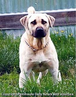 Four legged friends (and enemies): Douglas Spink linked to alleged ...