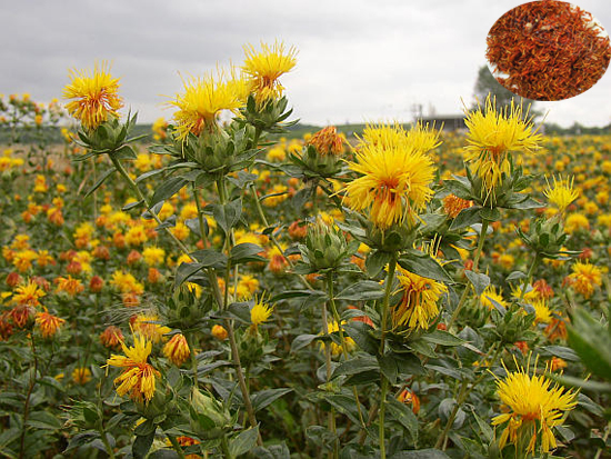 Safflower (Honghua)-Carthamus tinctorius-Flos Carthami