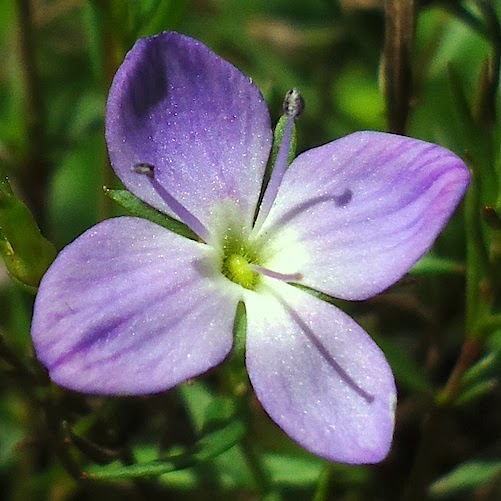 Theobrominated: The Great Veronica Hunt —Part 6.