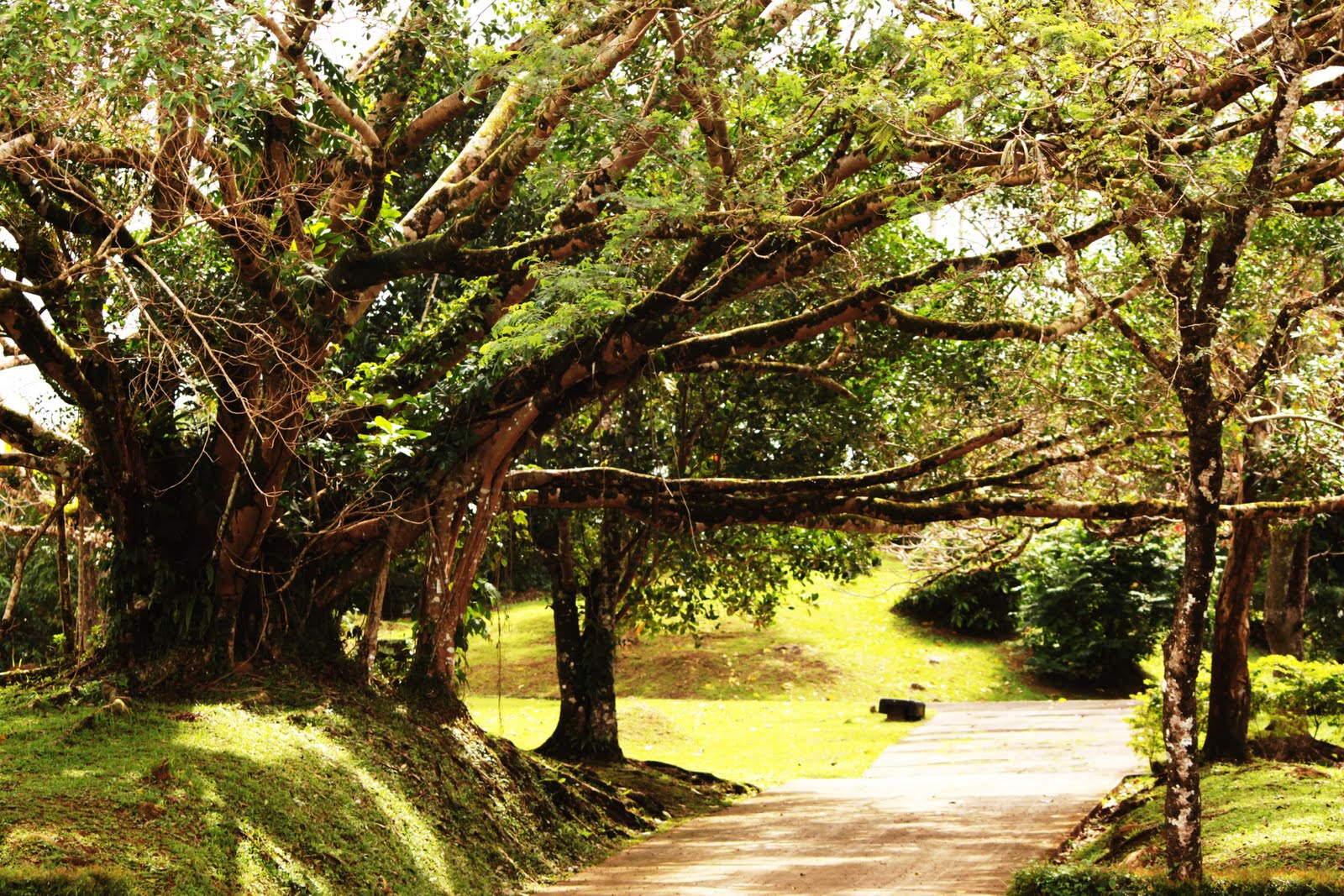 Japanese Garden (Caliraya)