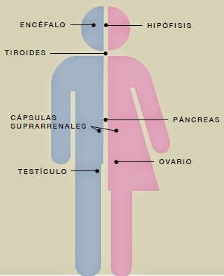 Hormonas Naturales Bioidénticas: Qué es el tratamiento de reemplazo ...