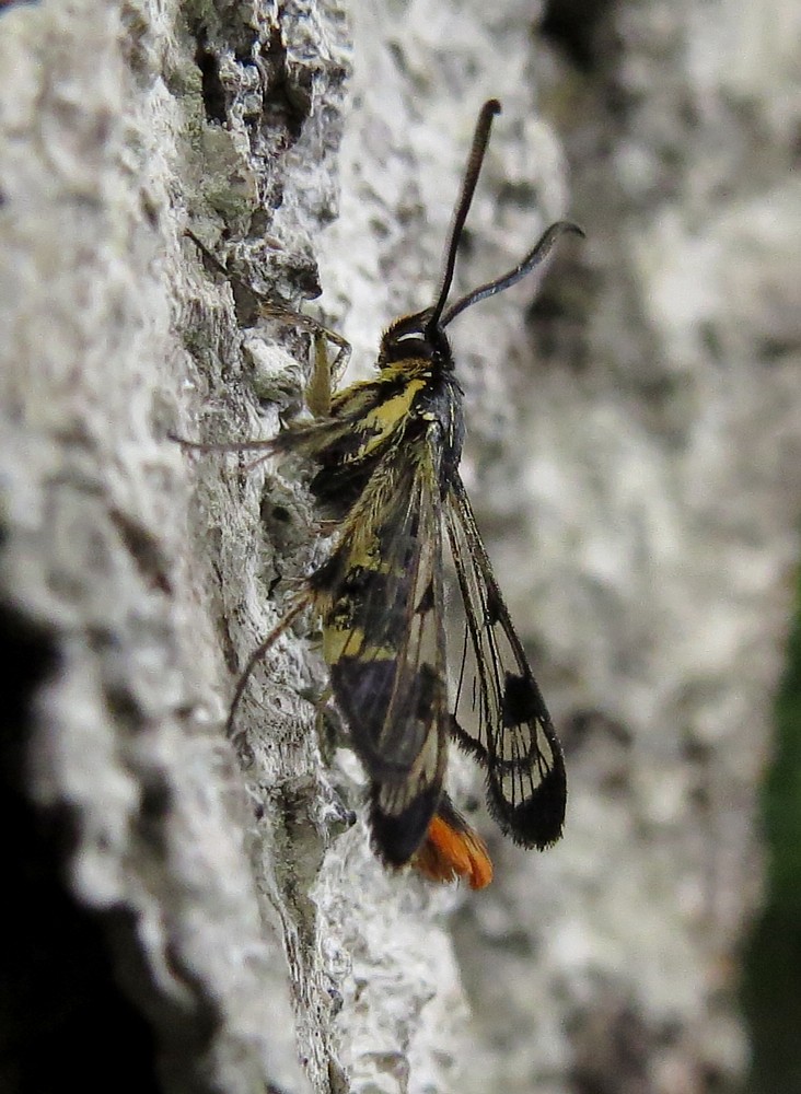 Wildwings and Wanderings: Clearwings