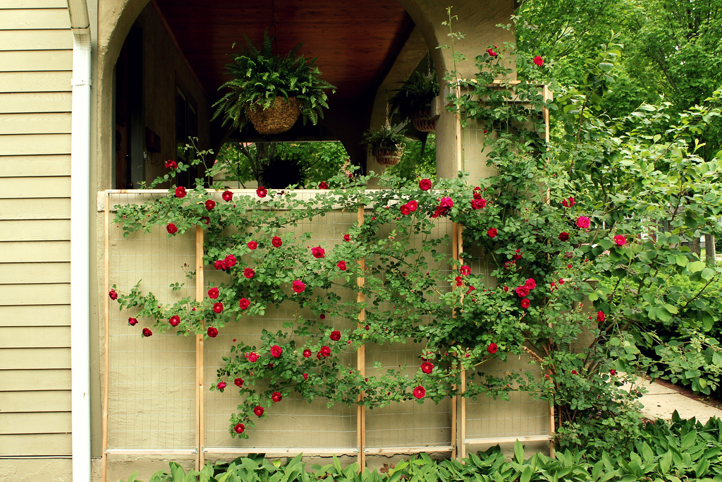 Fast Organic Food: How to make a custom rose trellis