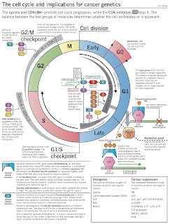 Undisputed Man: Siklus Sel dan Peranan CDK dan siklin