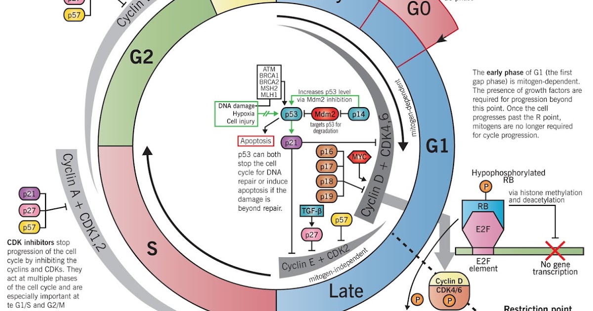 Undisputed Man: Siklus Sel dan Peranan CDK dan siklin