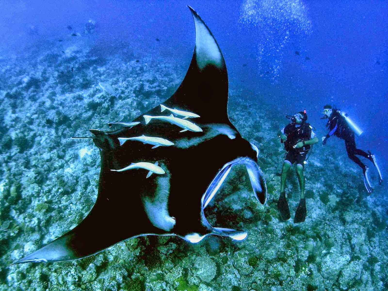 Ray - HD Wallpapers | Earth Blog