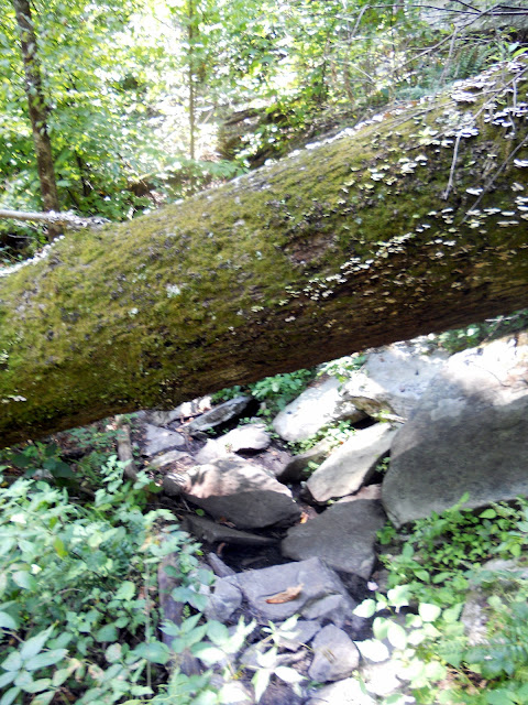 Hiking with a Fat Bald White Guy: Linville Gorge - Spence Ridge ...