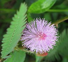 Weeds of Sri Lanka: Nidikumba (නිදි කුම්බා) Mimosa pudica