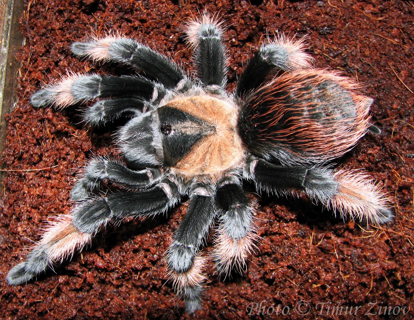 МИР ПАУКОВ: Brachypelma emilia