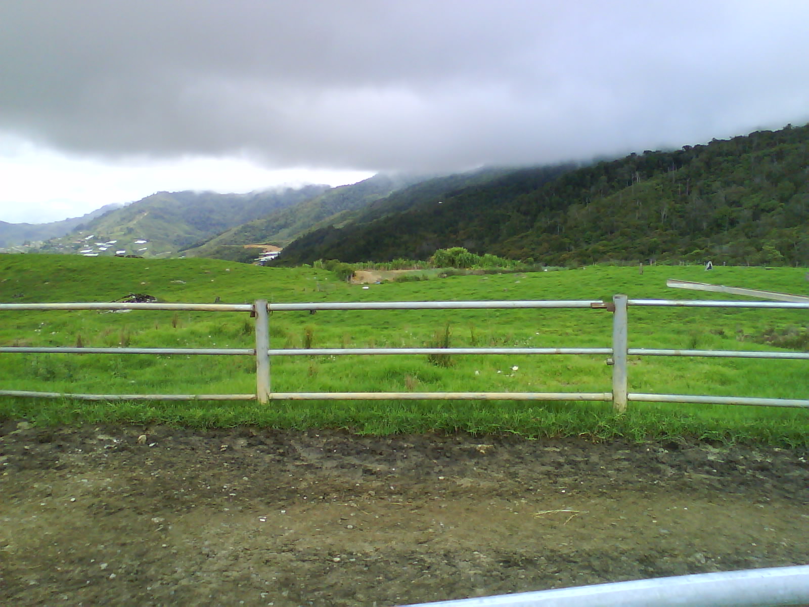 D'Siringwalai: Ladang Ternakan Lembu Masilau