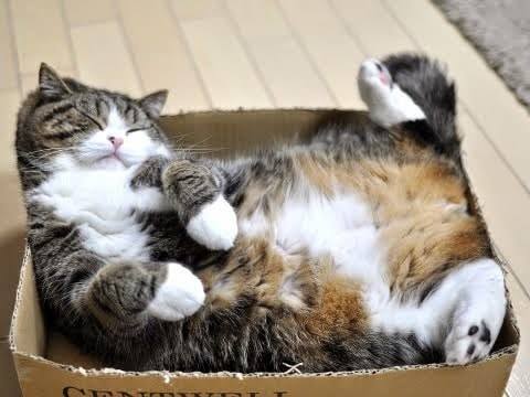 Berita TV Malaysia: Kucing Ini Menjadi Viral Di Laman Sosial Seluruh Dunia