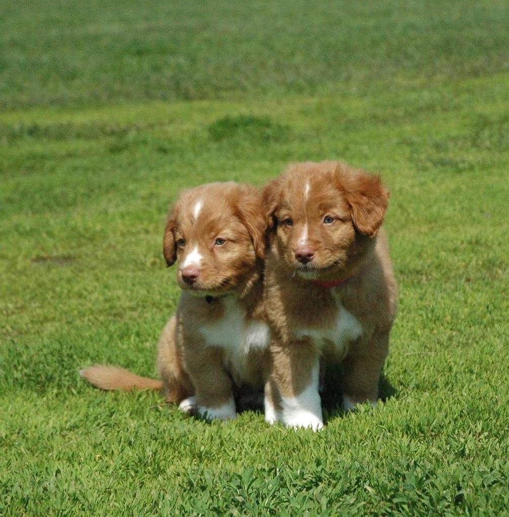 Nova Scotia Duck Toller Puppies: ALL PLACED- 3 Males in Illinois