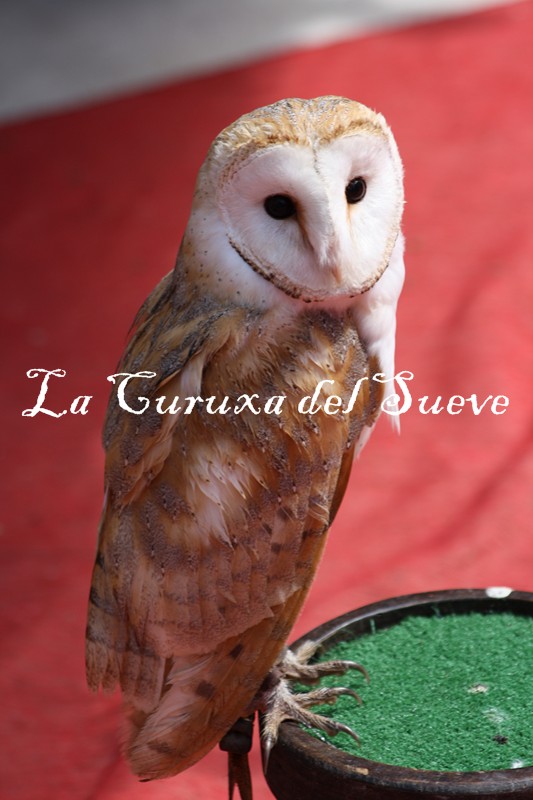 El Blog de La Curuxa del Sueve: LA CURUXA