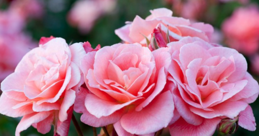 50 Kata Kata Mutiara Tentang Bunga In English - Jederr.com