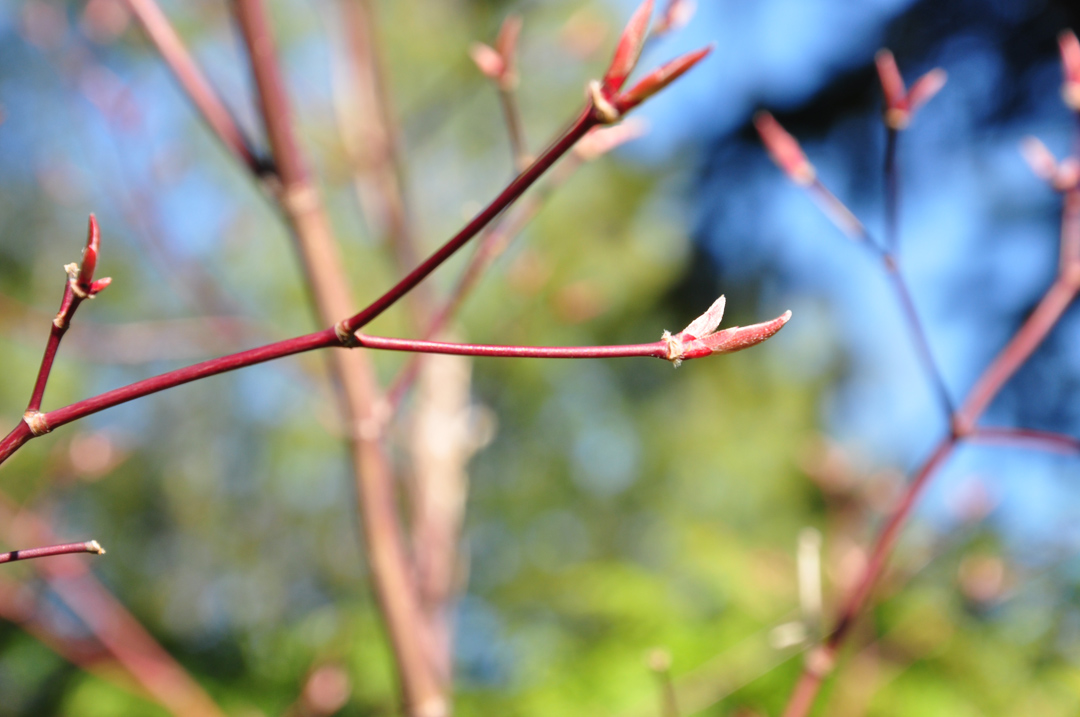 Paul's Photo Blog: Late Spring Buds at Our Place