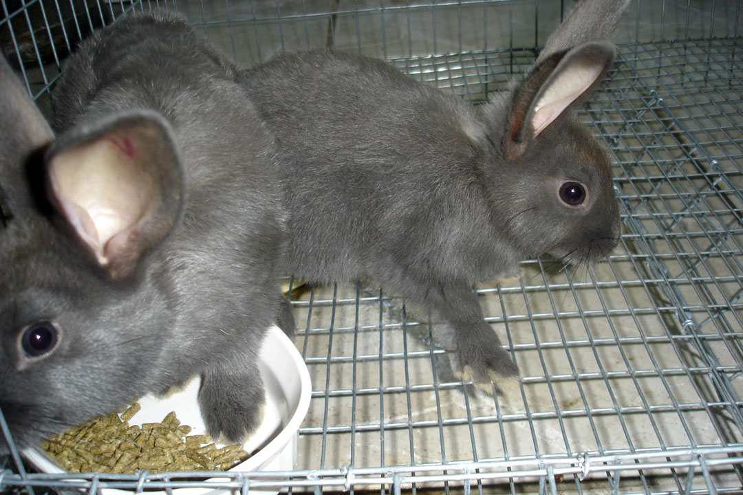 Maria Zannini: Blue New Zealand Rabbits Join the Homestead