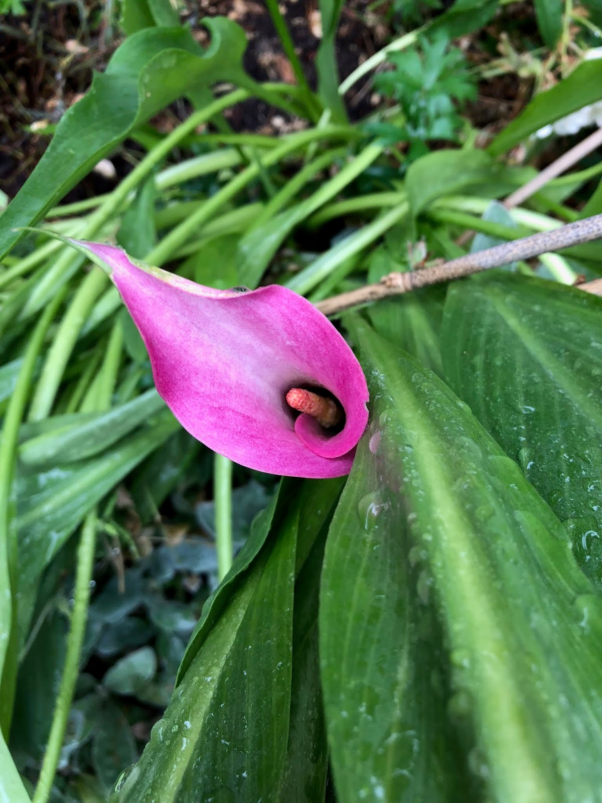 Linda Letters:: Going Paperless?