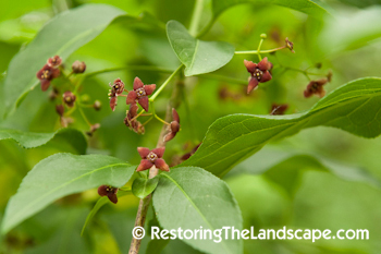 Restoring The Landscape With Native Plants: Native Plant of the Week ...