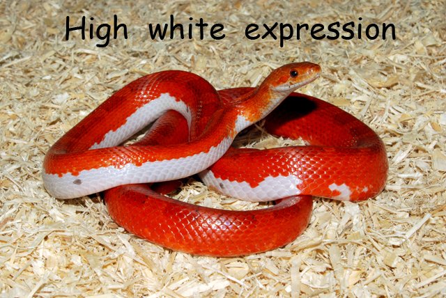 Our Beautiful World: Beautiful red snakes