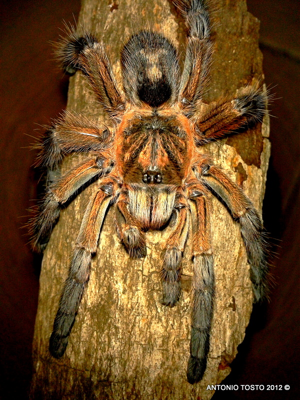 Dominican Spiders: Theraphosidae, Avicularia rickwesti