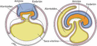 Glosario- aspectos generales del desarrollo del embrión : 3ra. semana ...