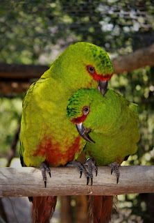 Así Surgen...: CODEFF celebra 25 años de su Centro de Rehabilitación de ...