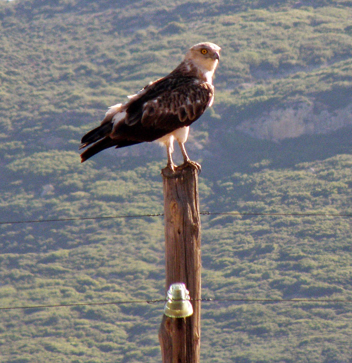 HUESCA Y LA SIERRA DE GUARA: ÁGUILA CULEBRERA Circaetus gallicus Johann ...