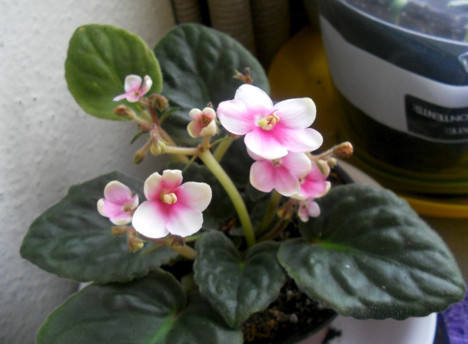 The College Gardener: Propagating African Violets from Leaf Cuttings