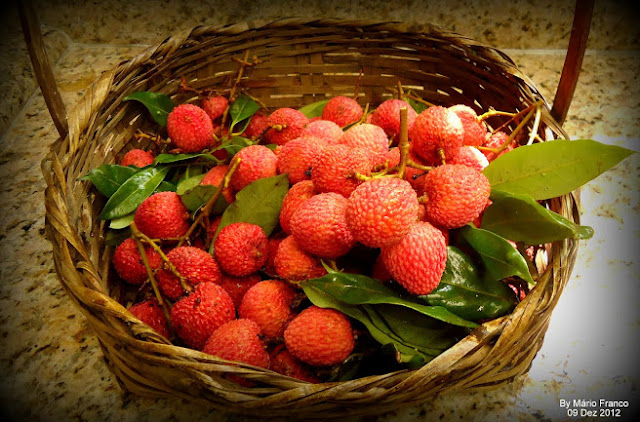 Meu Cantinho Verde: LICHIA - ( Litchi Chinensis )