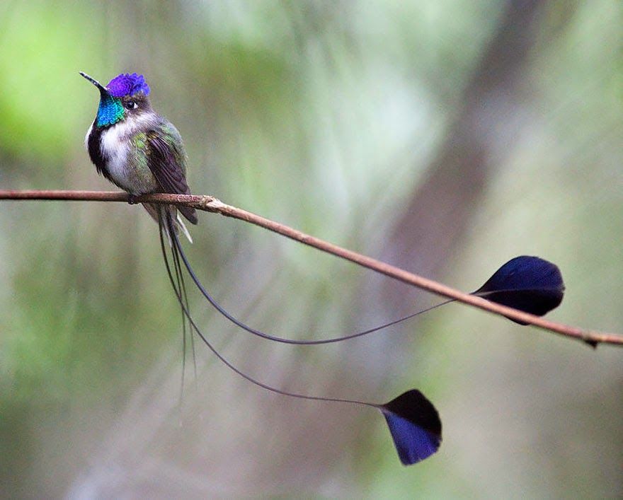 PLAAN : El Colibrí Cola de Espátula Brilló en el Birding Rally ...