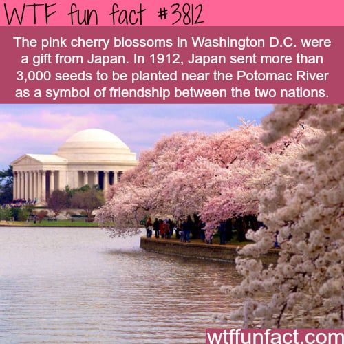 30 Random Trivia WTF Facts That Will Blow Your Mind | Amazing WTF Facts