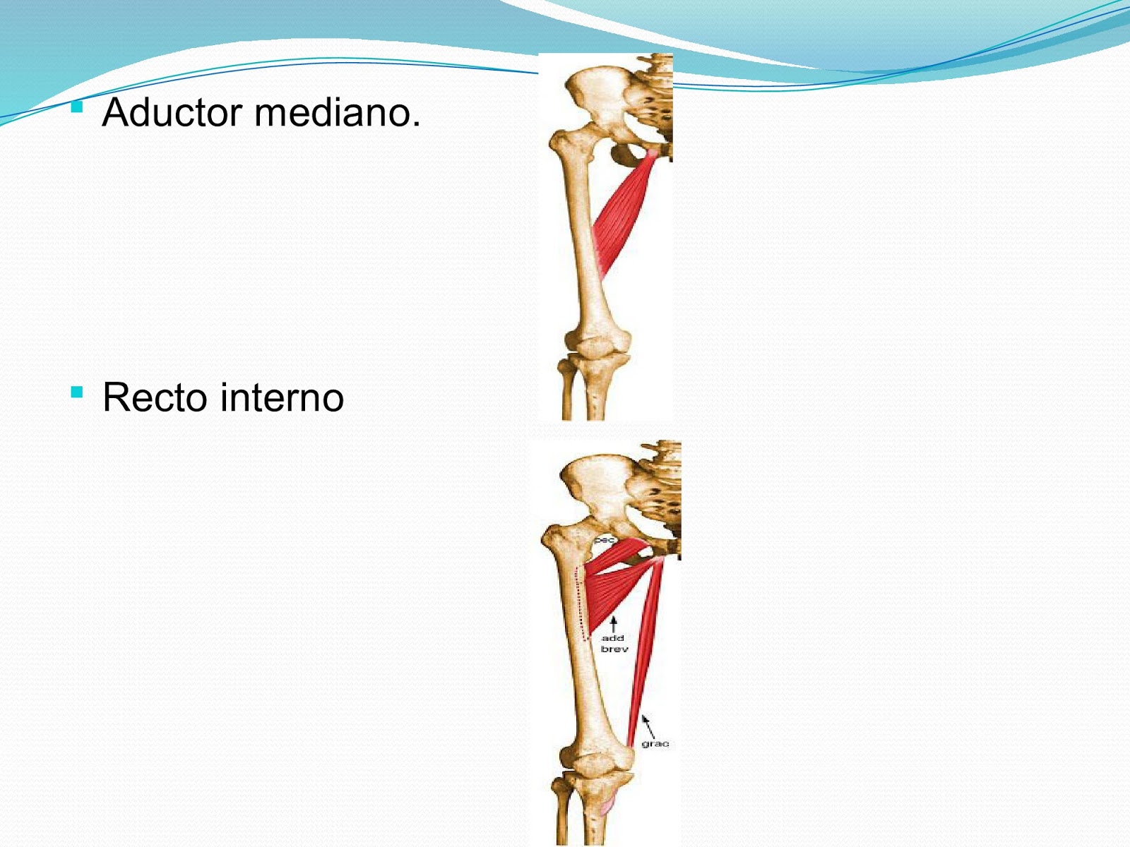Consultorio Privado de Kinesiología y Fisioterapia: Biomecánica de la ...