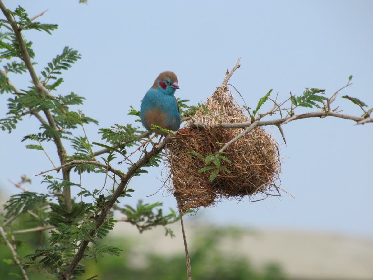 In the Forests of Ituri: Birds on the brain