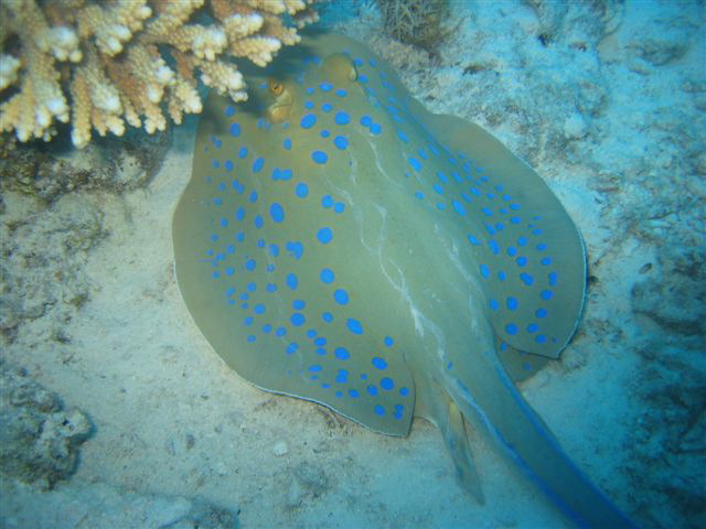 The paradise of the Red Sea: The paradise of the Red Sea