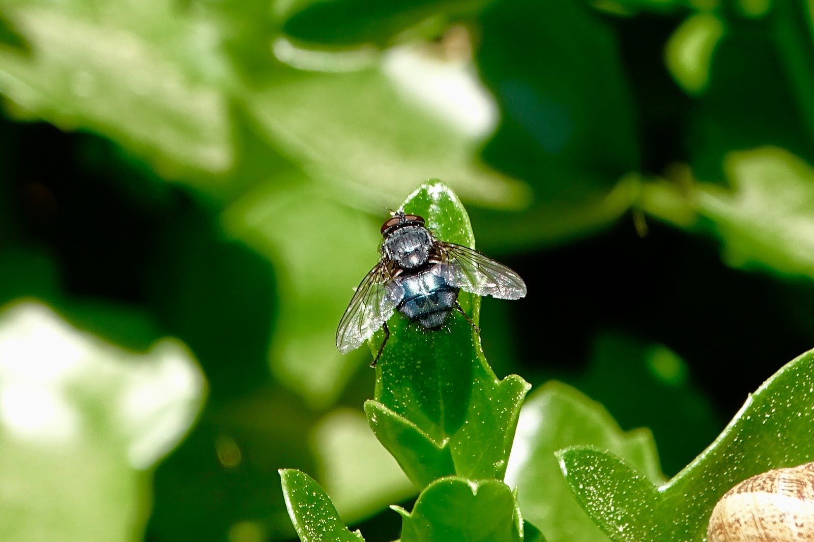 SANTIMETALIA FOTOGRAFÍAS DE MOSCAS METÁLICAS: MOSCAS VERDES Y MOSCAS AZULES