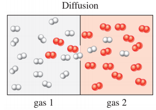GCSE and AS revision: iGCSE Biology