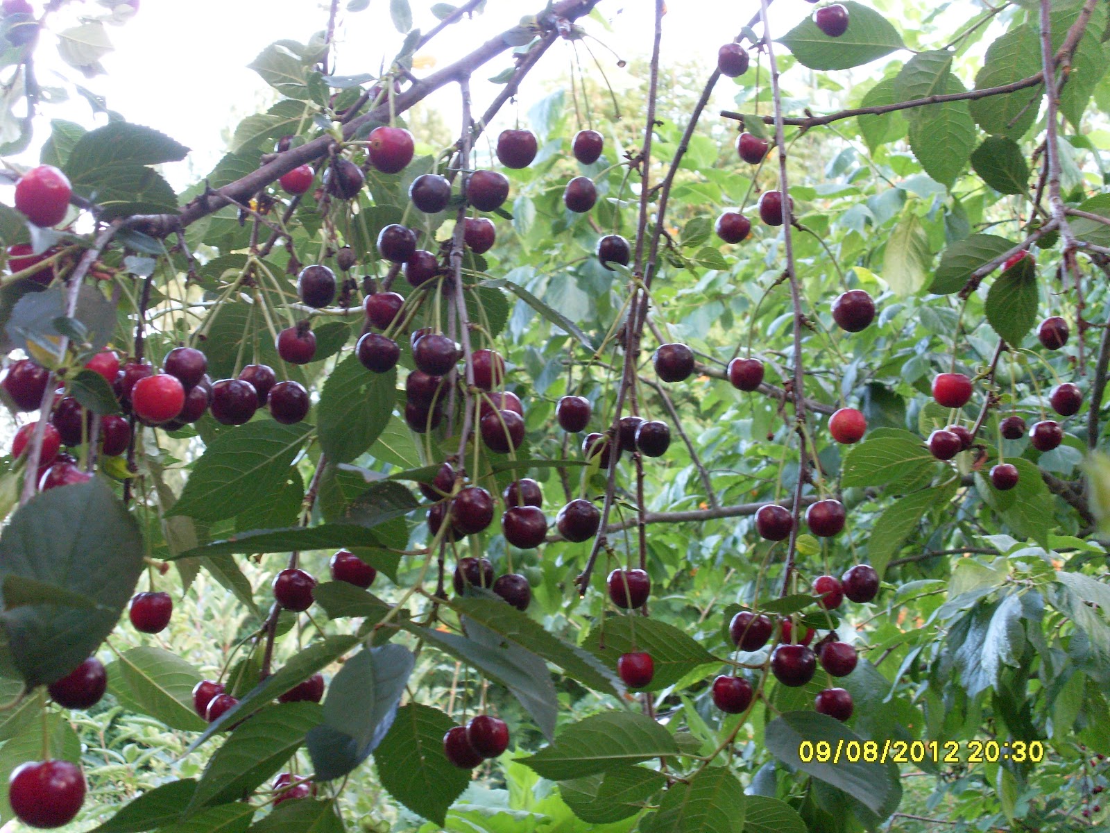 Puutarhakauppias Tampereelta taimikauppiaana puutarha- ja taimien ...