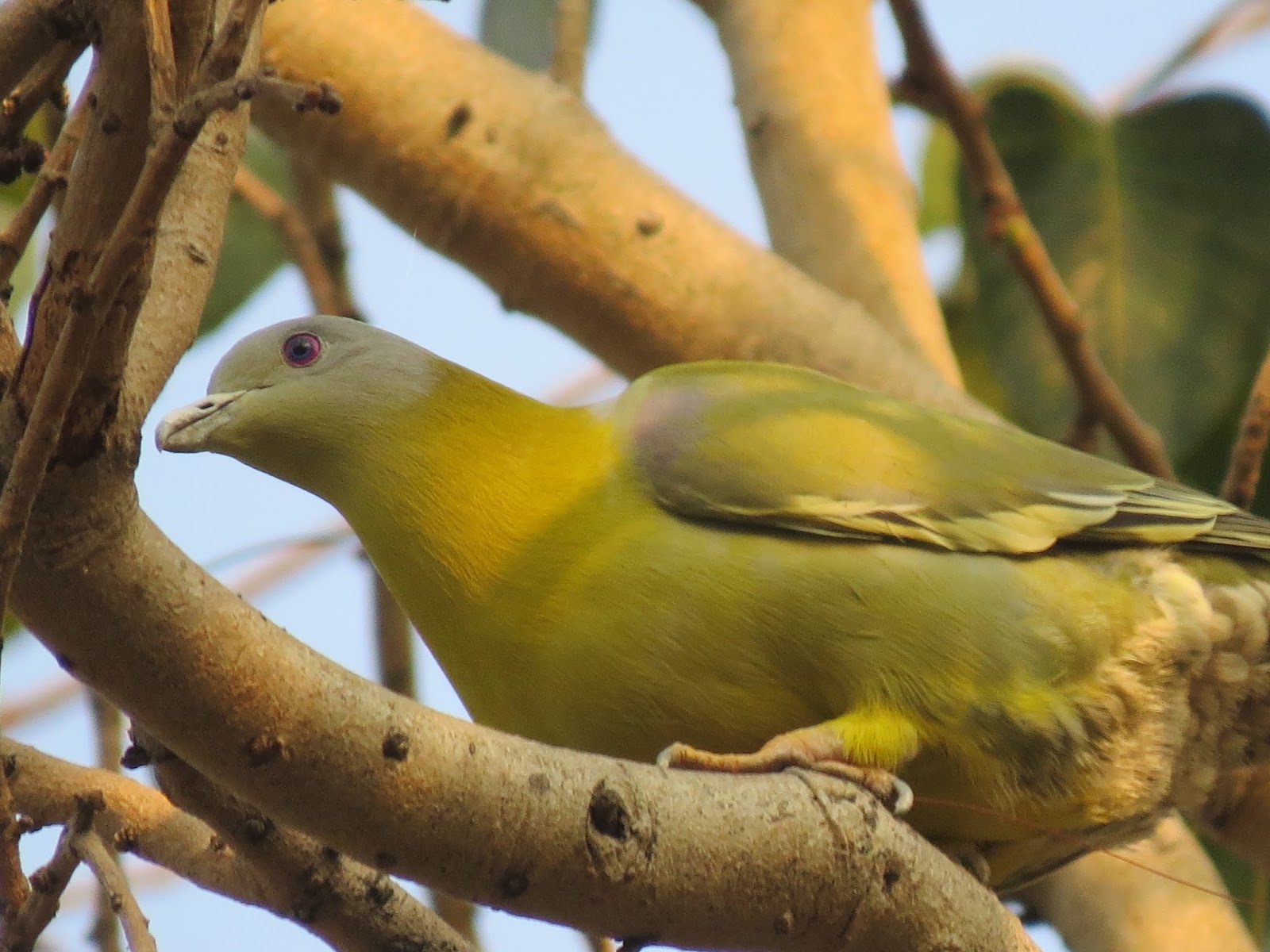 Birds in Delhi(India): Yellow footed green pigeon