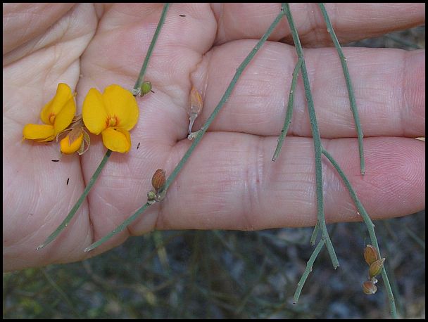 Flora of the Pilliga Forests: Jacksonia scoparia