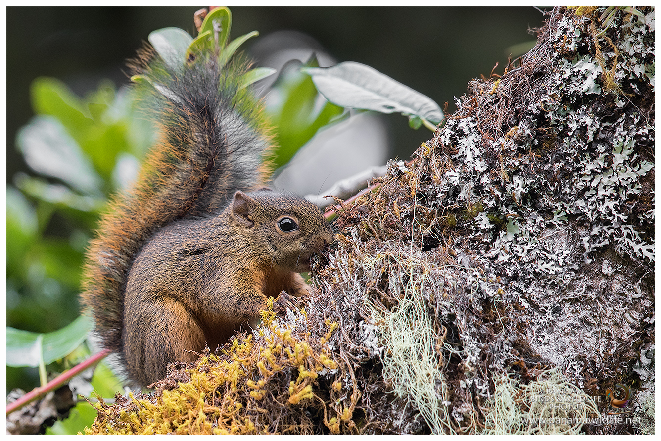 Wildlife photos from Panama's tallest mountain, Pt. 3 - Featured ...