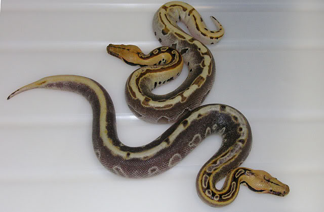 Blood Python - Dipong - Python curtus ~ Reptilers