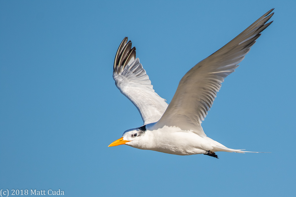 Review: The PGD Tracker (Birds in Flight Help) | Matt Cuda Nature ...
