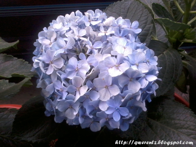 QWERENTZ in the GARDEN: Galeri Bunga Hydrangea (Panca Warna)