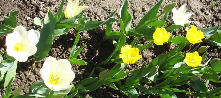 Din natură: Laleaua