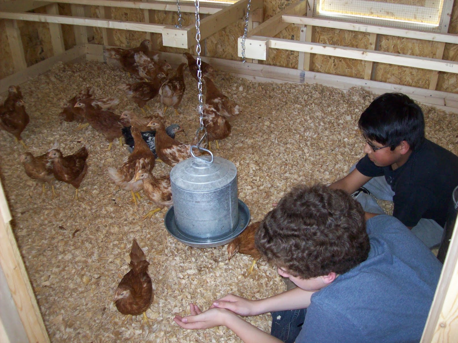 Home Sweet Homestead: Moving Day! Mission accomplished - chickens in ...