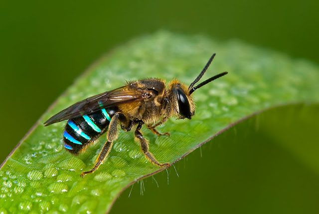 Kari LikeLikes: This Blue Neon Cuckoo Bee is a Real Thing and they are ...