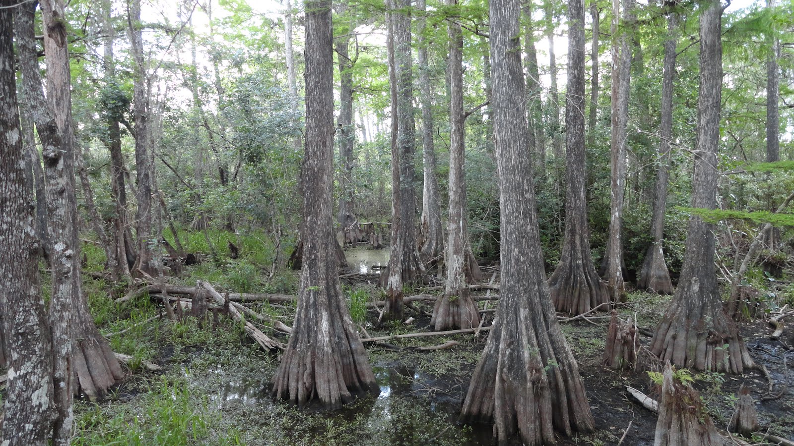 Our Alaskan Adventure: Florida Adventure: Plants of the Everglades ...